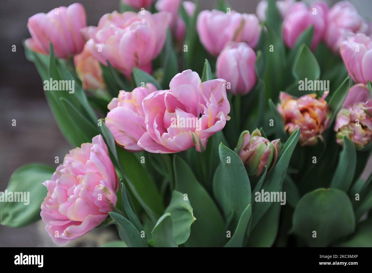 A bouquet of pink peony-flowered Double Early tulips (Tulipa) Sweet ...