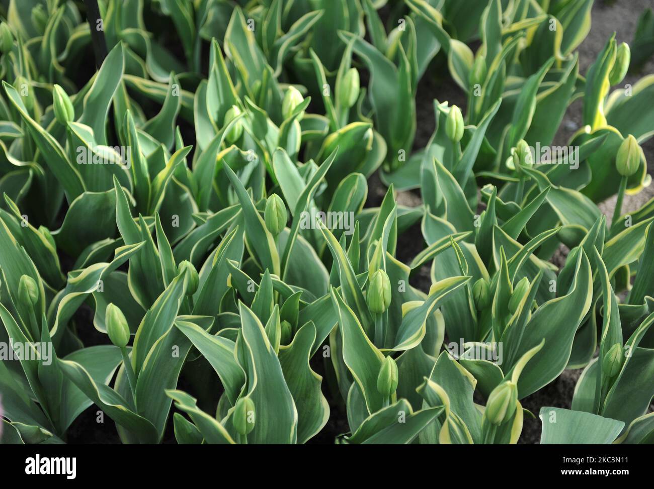 Triumph tulips (Tulipa) Sweet Present with variegated foliage and green ...