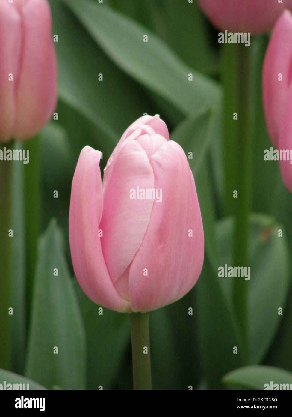 Pink Triumph tulips (Tulipa) Swinging World bloom in a garden in March ...