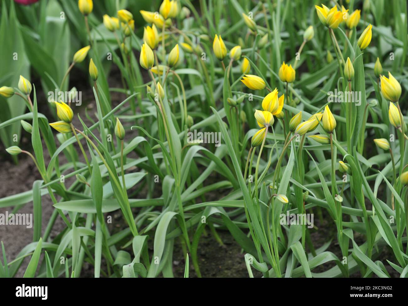 Yellow multi-flowered Miscellaneous wild tulips (Tulipa sylvestris ...