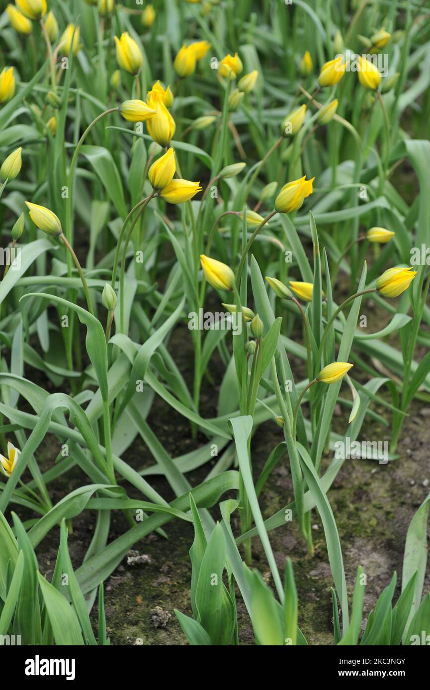 Yellow multi-flowered Miscellaneous wild tulips (Tulipa sylvestris ...