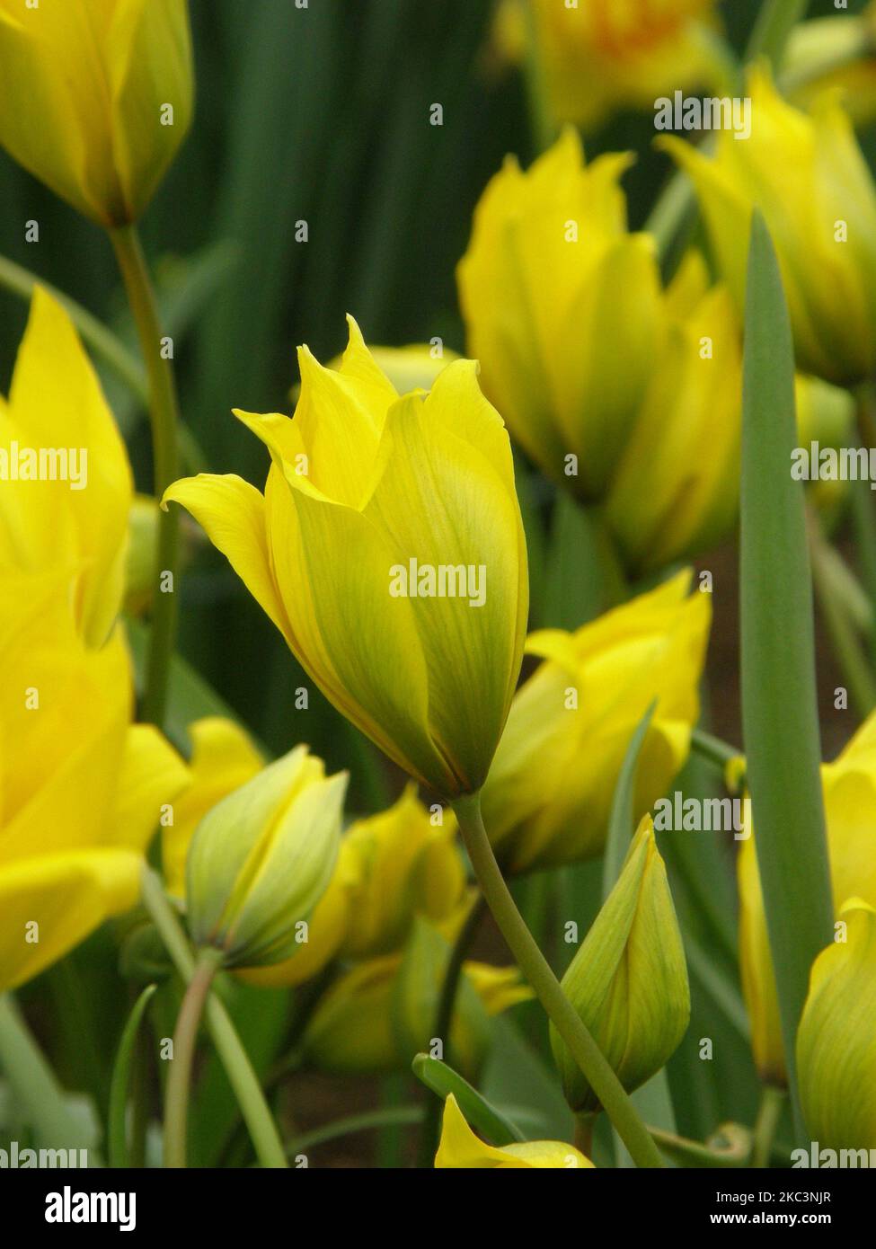 Yellow multi-flowered Miscellaneous wild tulips (Tulipa sylvestris ...