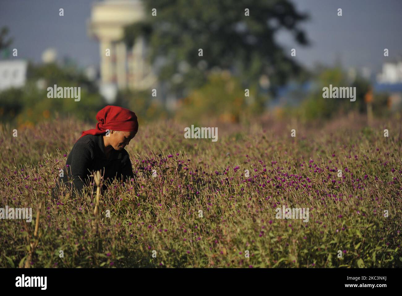36yrs old Gita Nagarkoti picks Gomphrena globosa 'makhmali flower' to ...