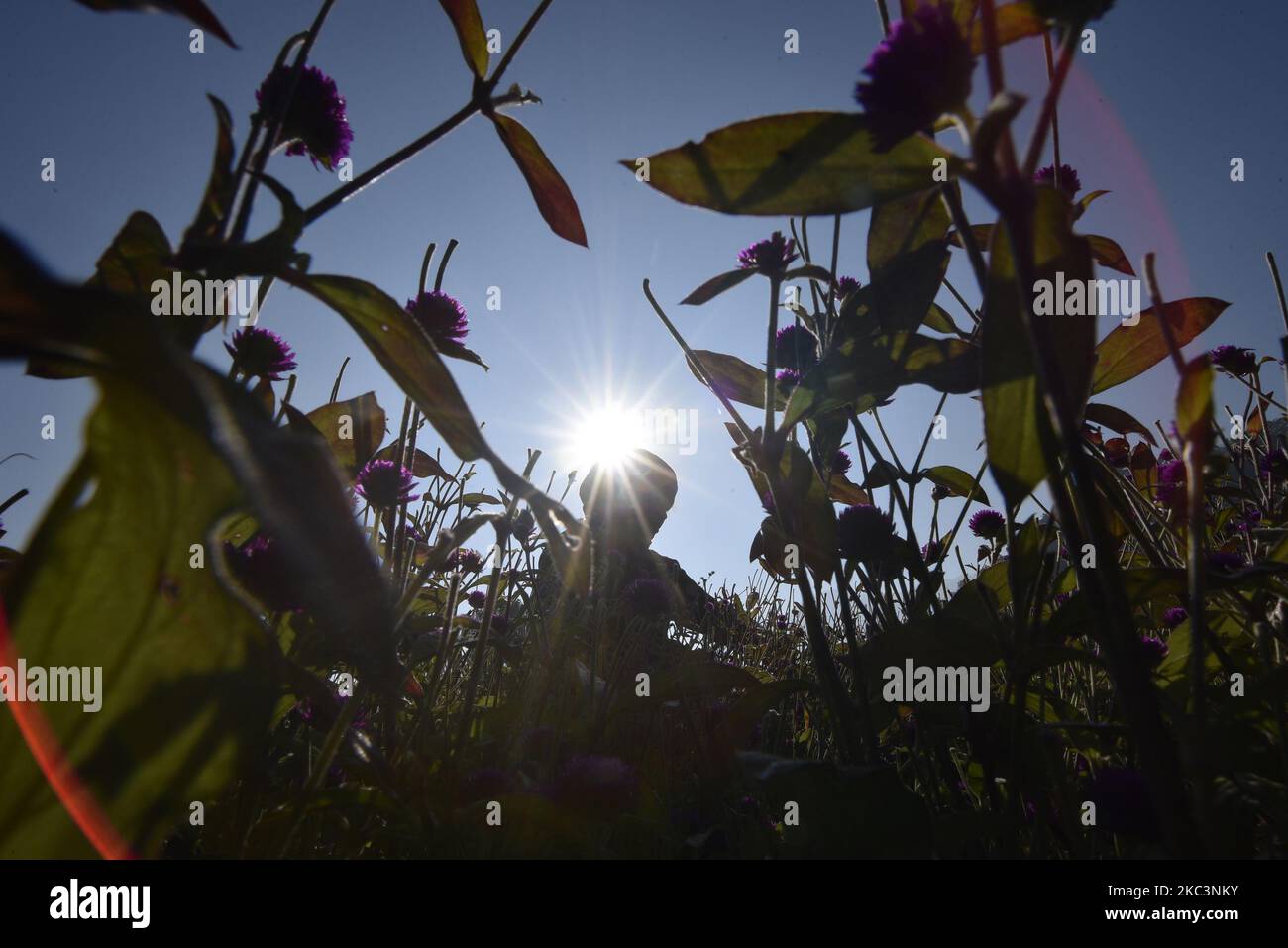 Makhamali hi-res stock photography and images - Alamy