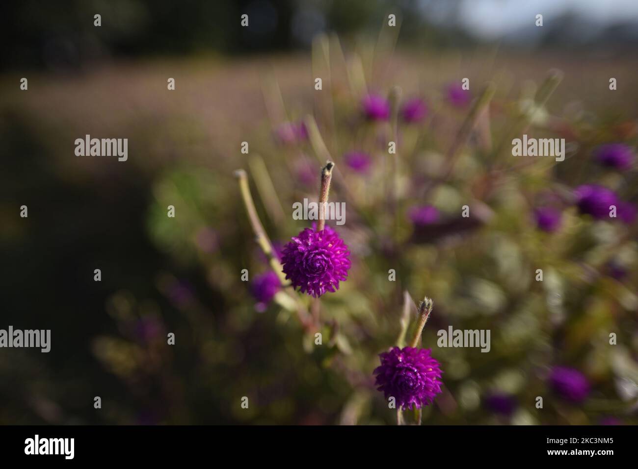 Blooming Gomphrena globosa 'makhmali flower' for the Tihar festival ...