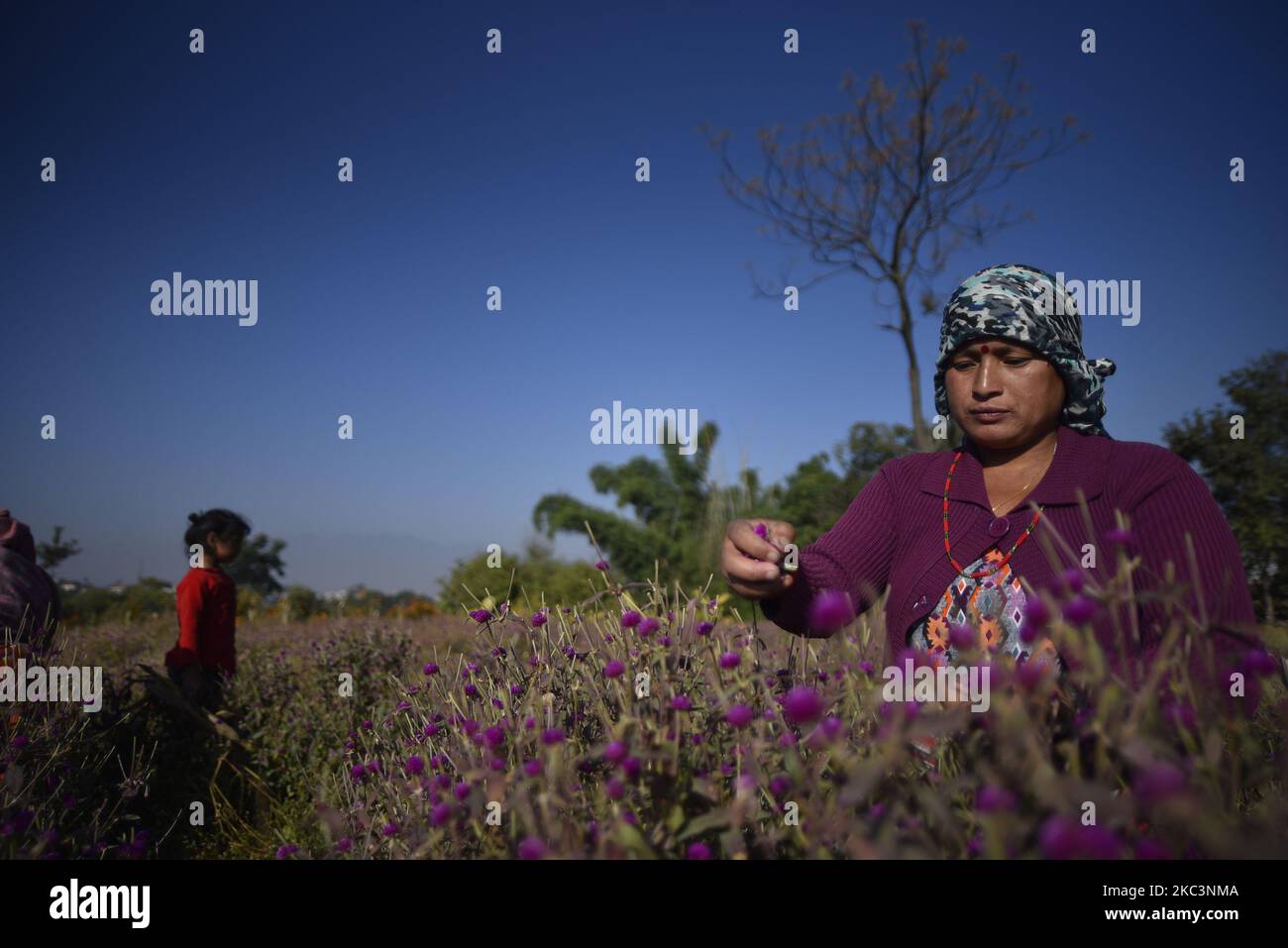 A Farmer picks Gomphrena globosa 'makhmali flower' to sell in market ...