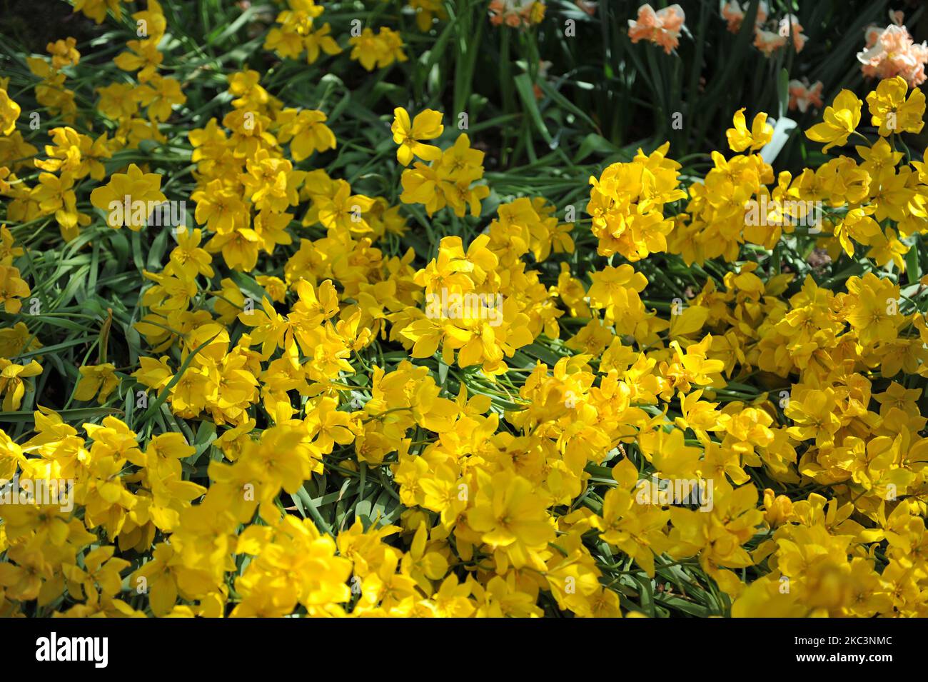 Yellow multi-flowered Miscellaneous wild tulips (Tulipa sylvestris ...