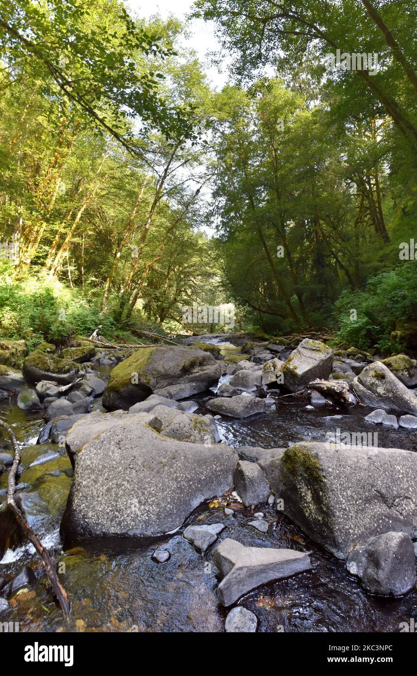 Hiking Trail views at Sweet Creek Falls Waterfall Complex near Mapleton ...