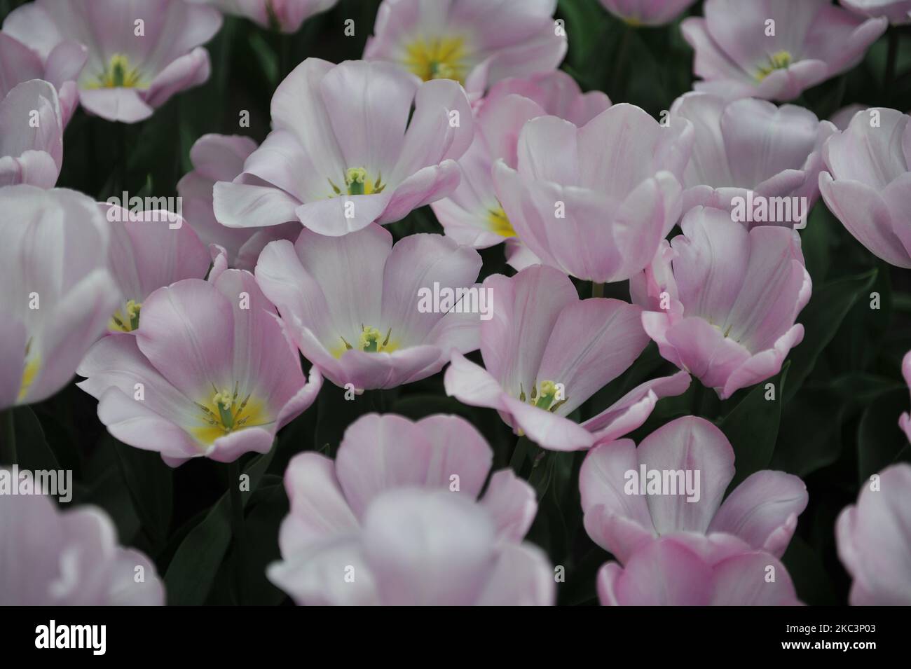 Pink and white Triumph tulips (Tulipa) Synaeda Amor bloom in a garden ...