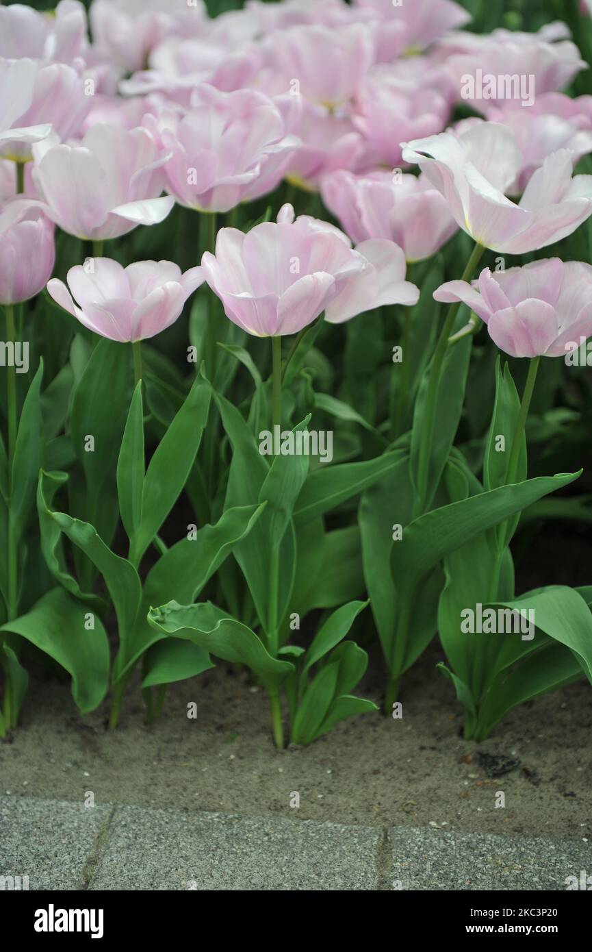 Pink and white Triumph tulips (Tulipa) Synaeda Amor bloom in a garden ...