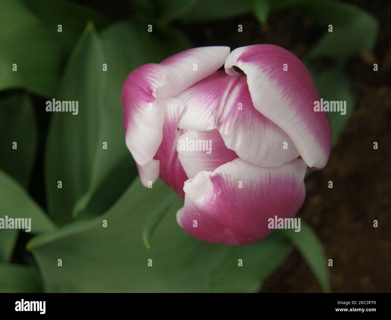 Pink and white Triumph tulips (Tulipa) Synaeda Blue bloom in a garden ...