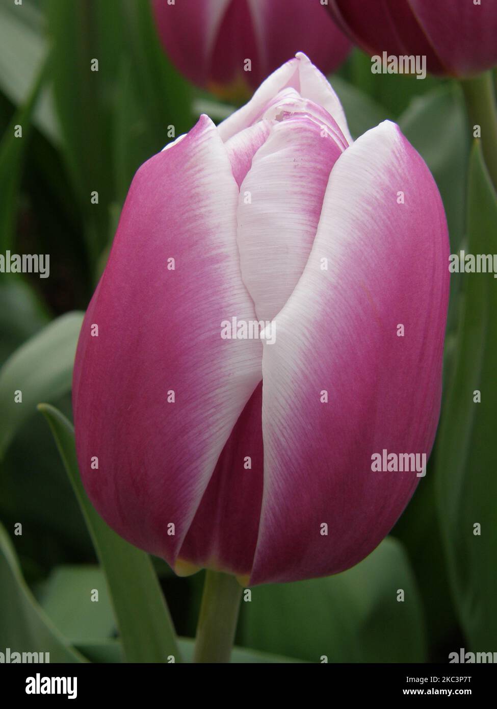 Pink and white Triumph tulips (Tulipa) Synaeda Blue bloom in a garden ...