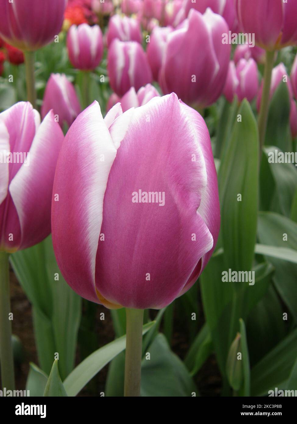 Pink and white Triumph tulips (Tulipa) Synaeda Blue bloom in a garden ...