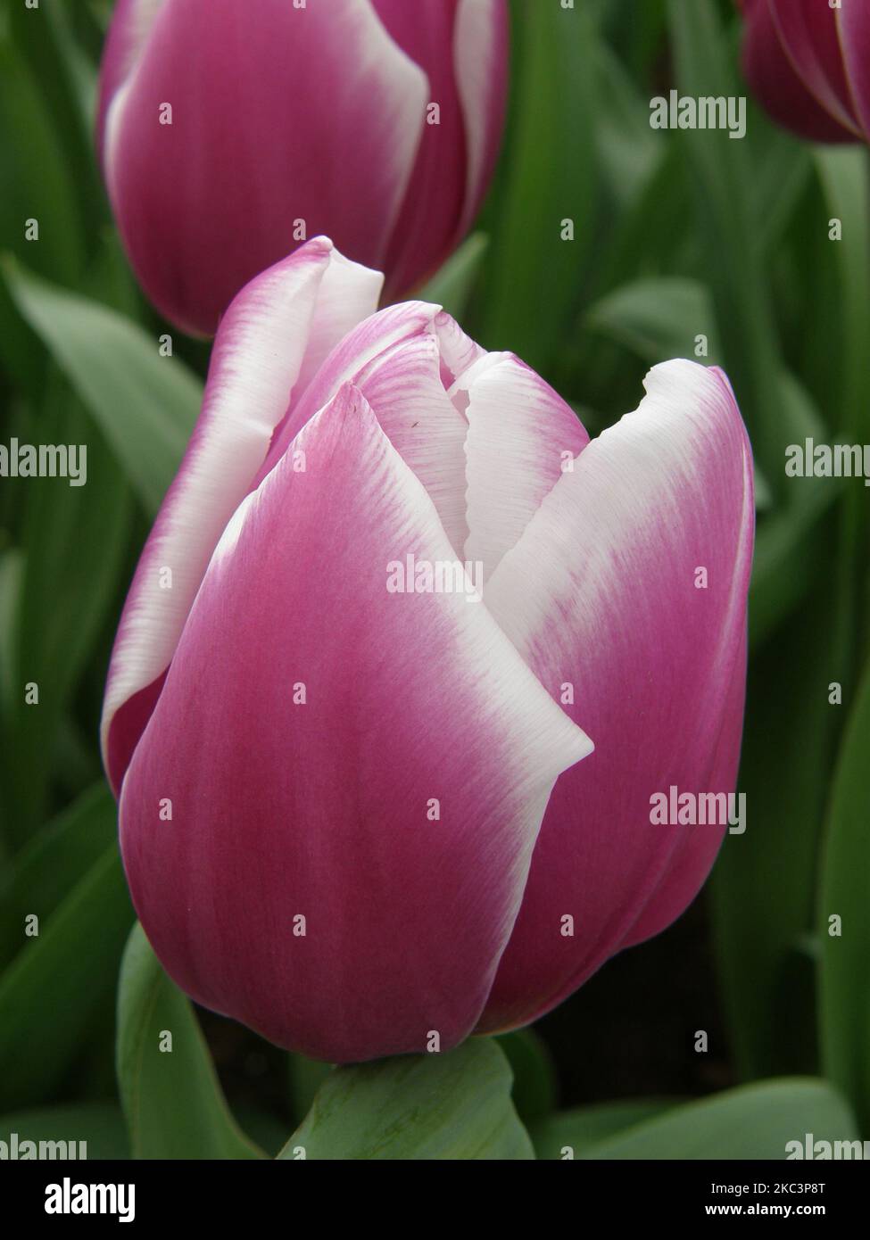 Pink and white Triumph tulips (Tulipa) Synaeda Blue bloom in a garden ...