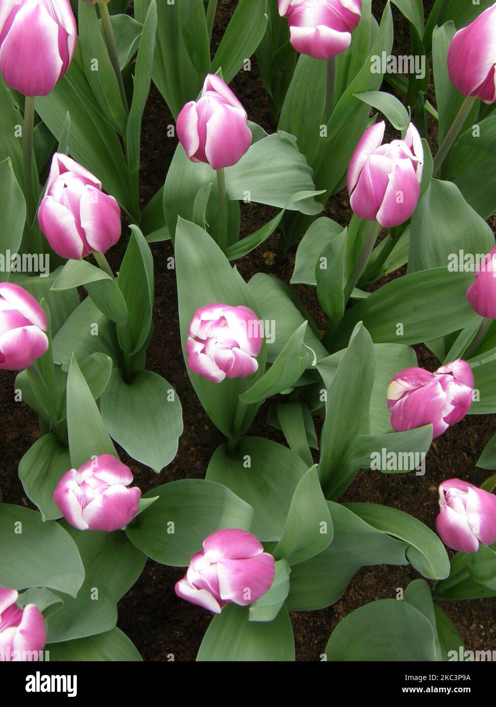 Pink and white Triumph tulips (Tulipa) Synaeda Blue bloom in a garden ...