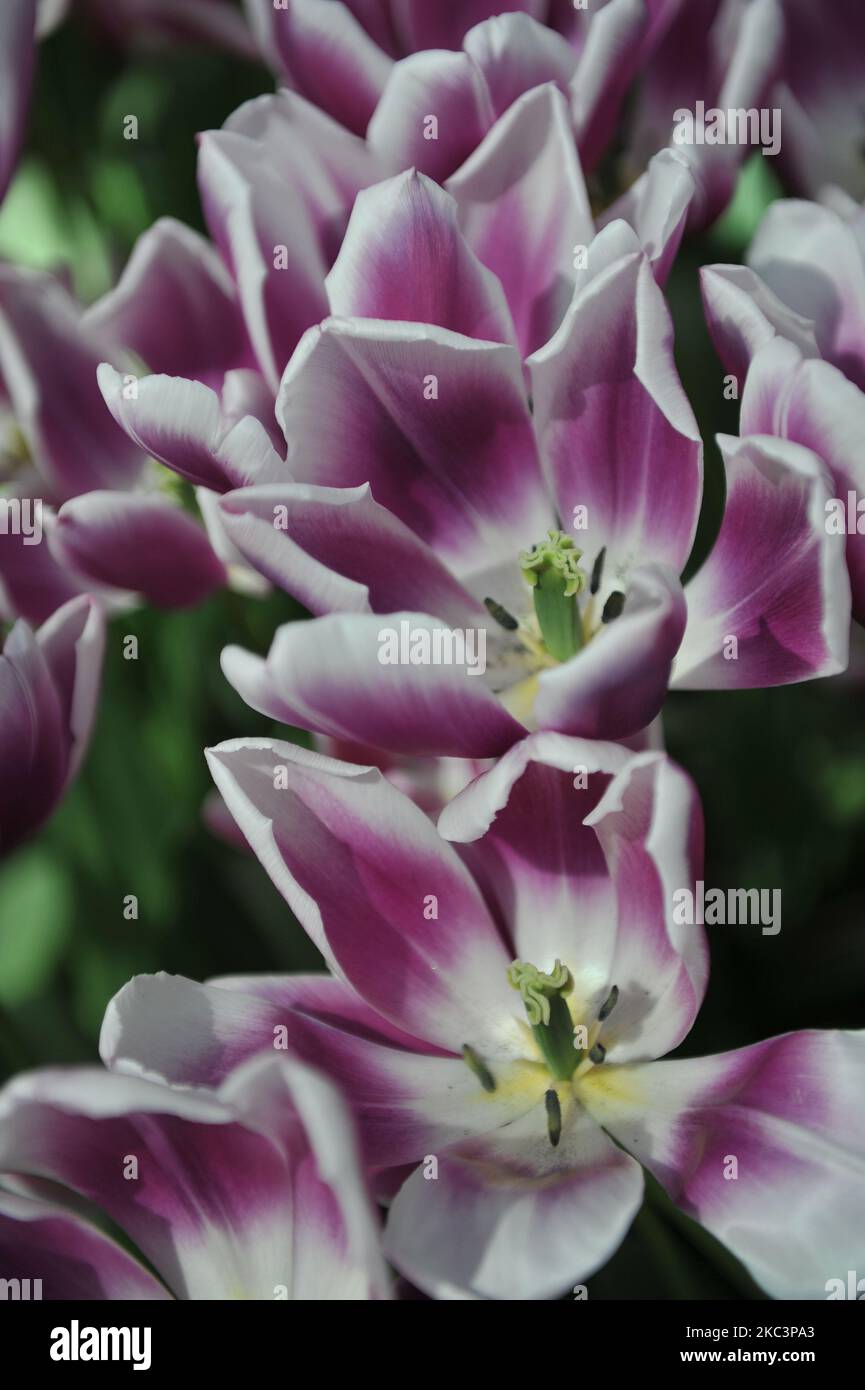 Pink and white Triumph tulips (Tulipa) Synaeda Blue bloom in a garden ...