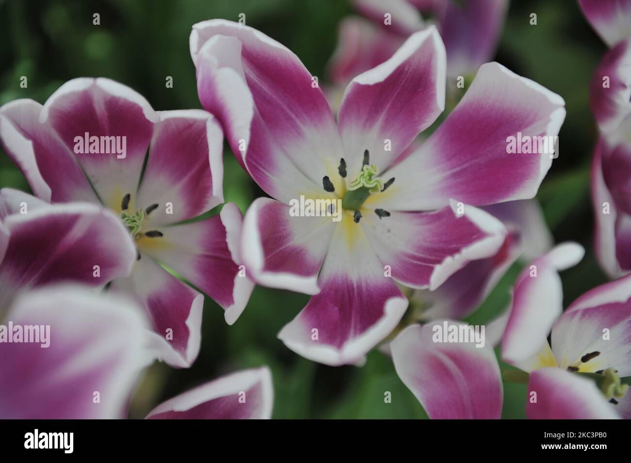 Pink and white Triumph tulips (Tulipa) Synaeda Blue bloom in a garden ...