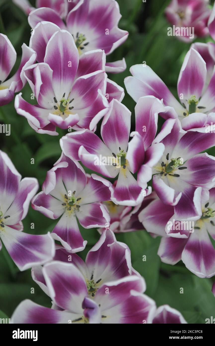 Pink and white Triumph tulips (Tulipa) Synaeda Blue bloom in a garden ...