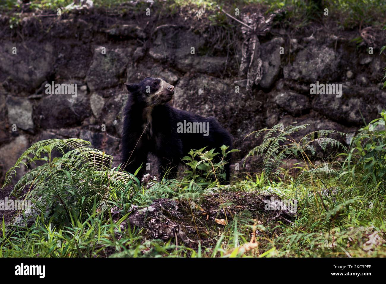 The spectacled bear on the rocks in Sacred Valley, Cusco, Peru ...