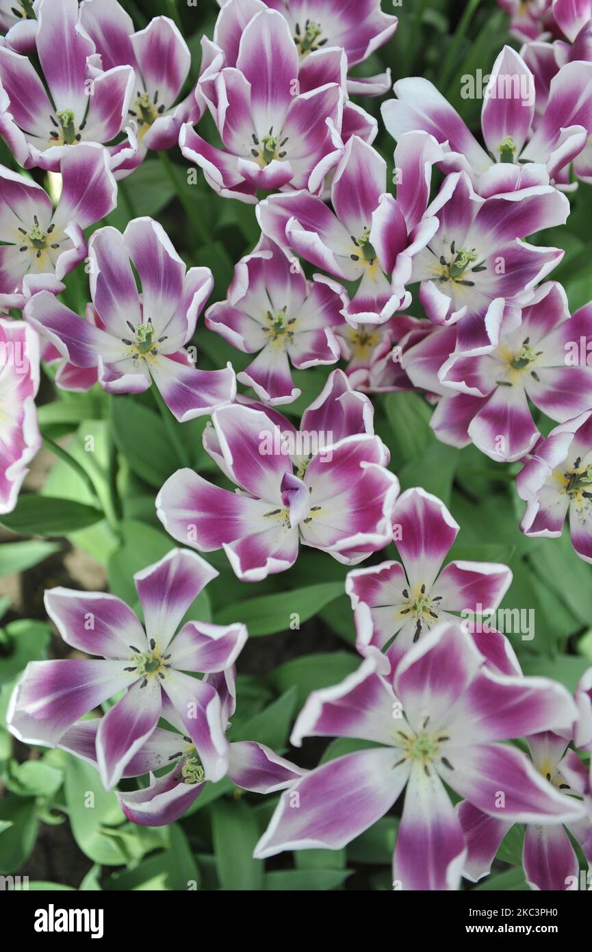 Pink and white Triumph tulips (Tulipa) Synaeda Blue bloom in a garden ...