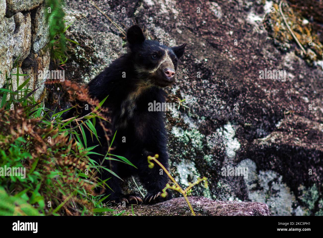 The spectacled bear on the rocks in Sacred Valley, Cusco, Peru ...