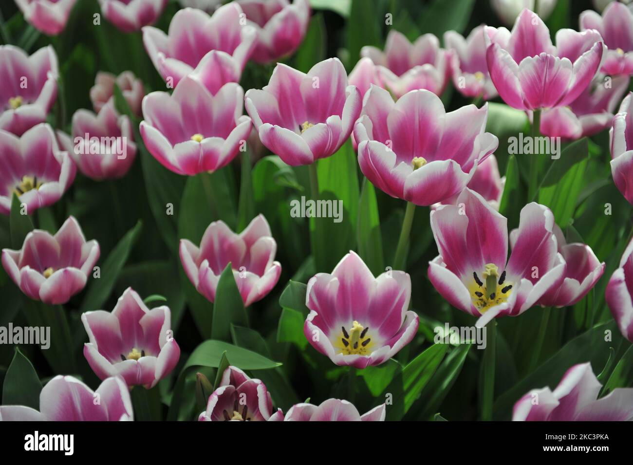 Pink and white Triumph tulips (Tulipa) Synaeda Blue bloom in a garden ...