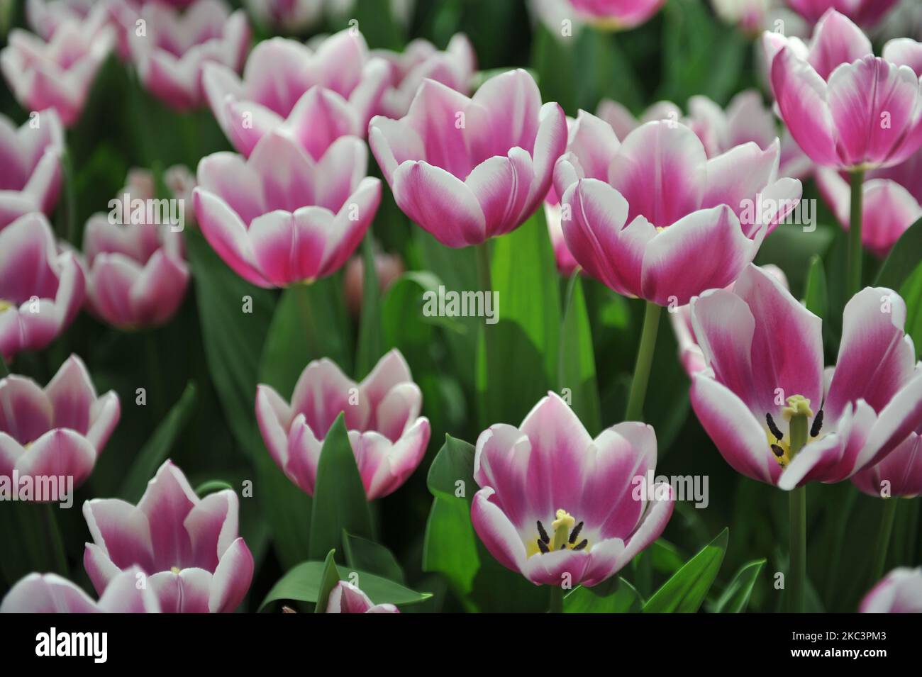 Pink and white Triumph tulips (Tulipa) Synaeda Blue bloom in a garden ...