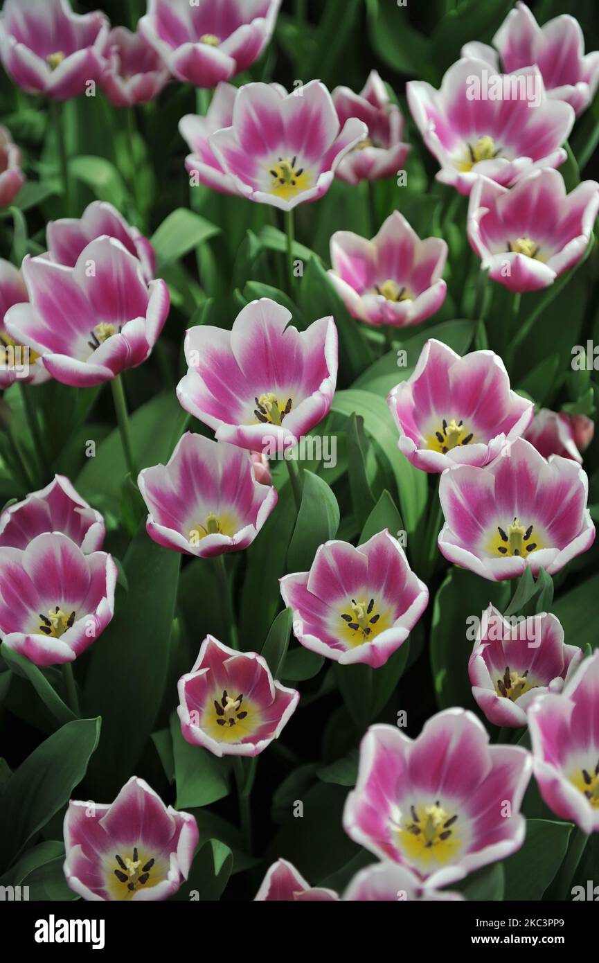 Pink and white Triumph tulips (Tulipa) Synaeda Blue bloom in a garden ...