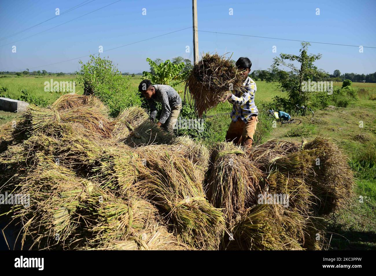 Farmer with his bunches of paddy after harvesting from a field in ...