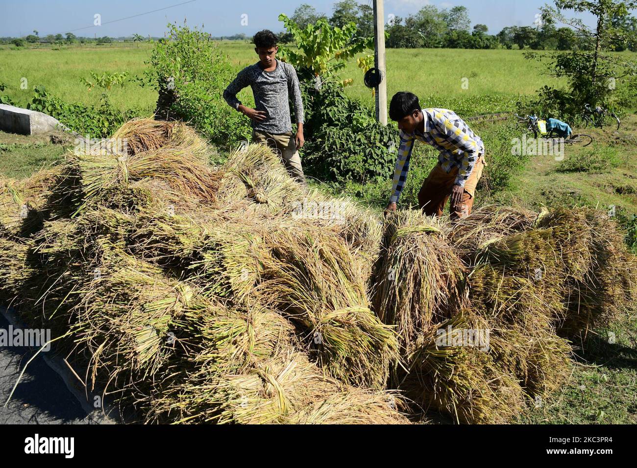 Farmer with his bunches of paddy after harvesting from a field in ...