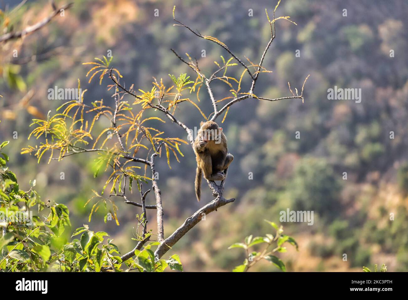 Daily life in shimla hi-res stock photography and images - Alamy