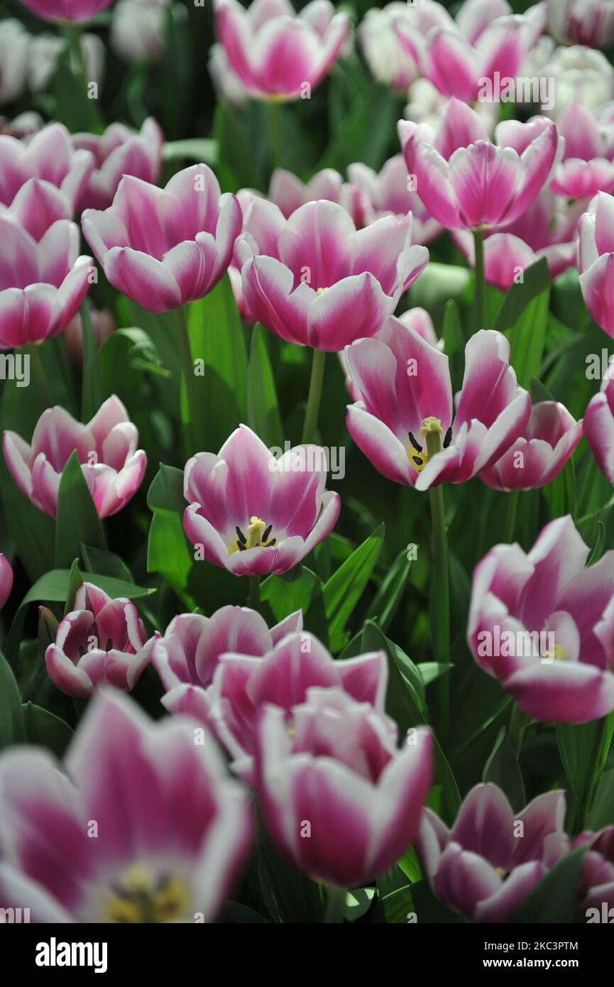 Pink and white Triumph tulips (Tulipa) Synaeda Blue bloom in a garden ...