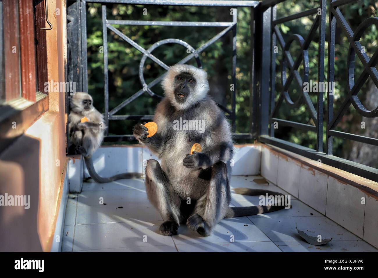 Vervet monkey eats biscuits hi-res stock photography and images - Alamy