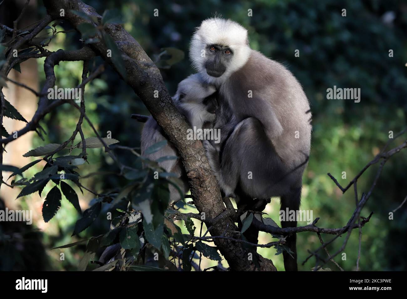 Daily life in shimla hi-res stock photography and images - Alamy