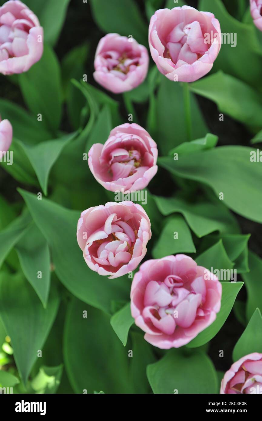 Pink Double Late tulips (Tulipa) Tabledance bloom in a garden in April ...