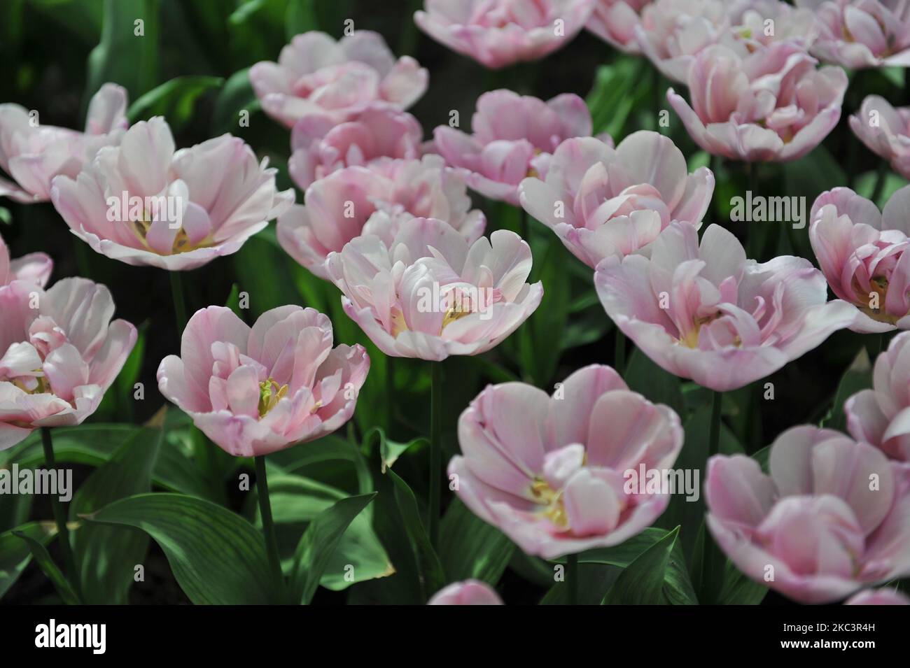 Pink Double Late tulips (Tulipa) Tabledance bloom in a garden in April ...