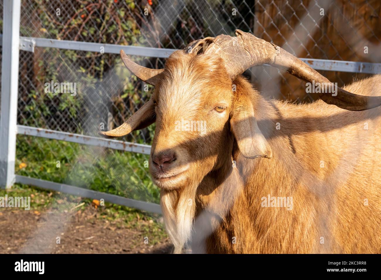 Brown goat with large horns close up portrait Stock Photo - Alamy