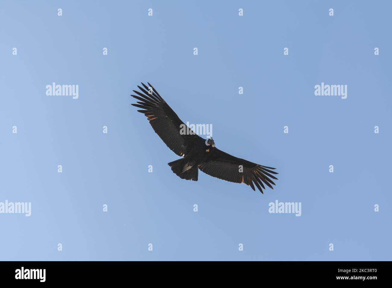 A beautiful shot of Andean condor flying in the blue sky Stock Photo ...