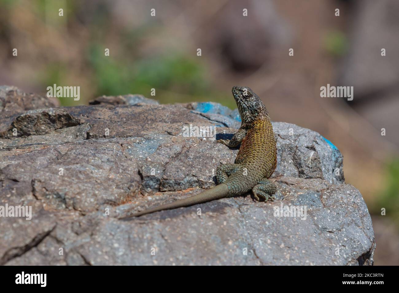 A closeup shot of a Spiny lizards on a rock with blur background Stock ...