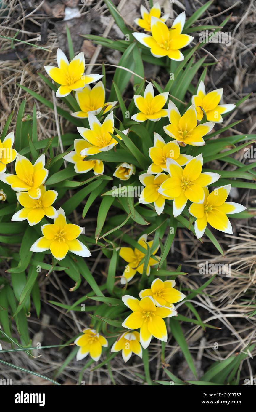 Yellow Miscellaneous late tulips (Tulipa tarda) bloom in a garden in ...