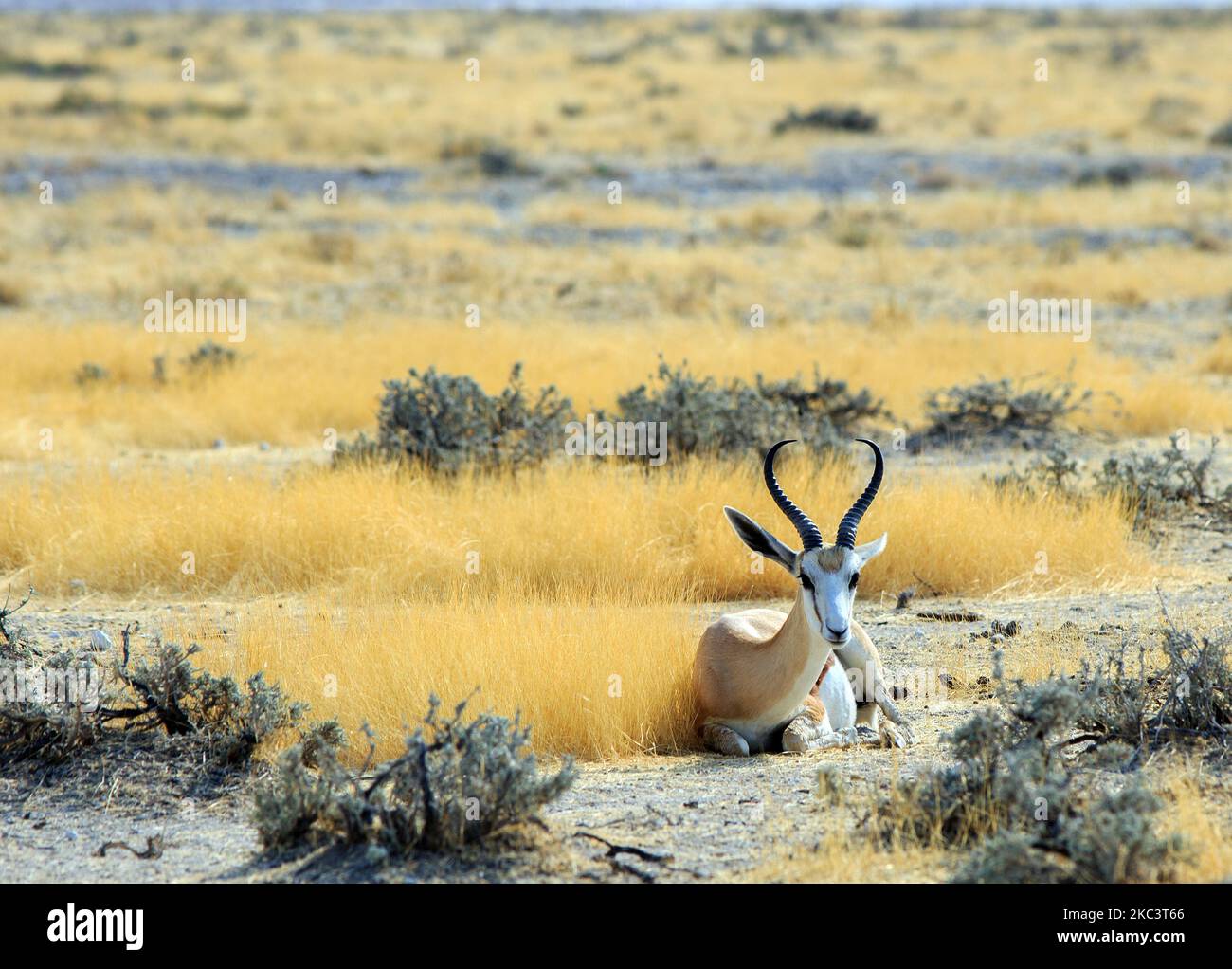 Springbok, Buck laying down resting on the dry yellow plains in Etosha ...