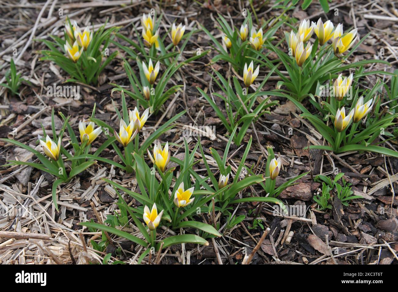 Yellow Miscellaneous late tulips (Tulipa tarda) bloom in a garden in ...