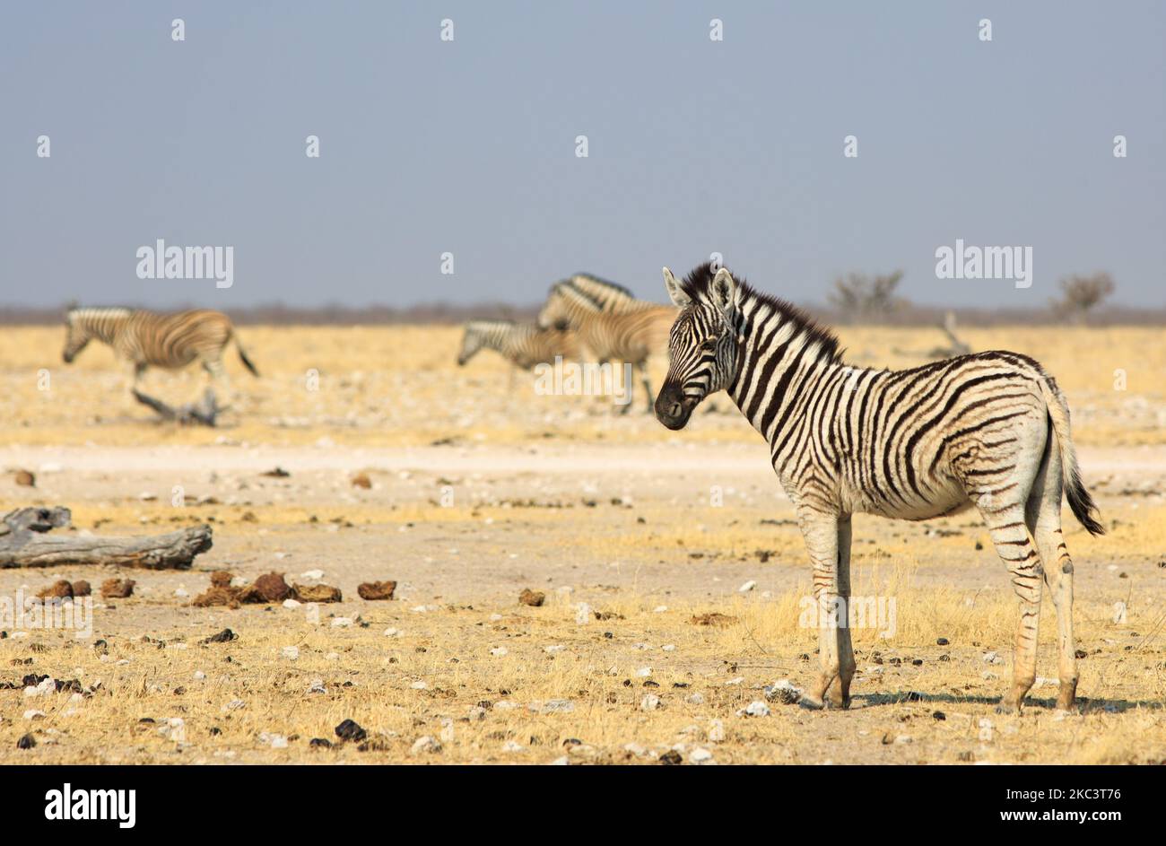 Fluffy animals hi-res stock photography and images - Alamy
