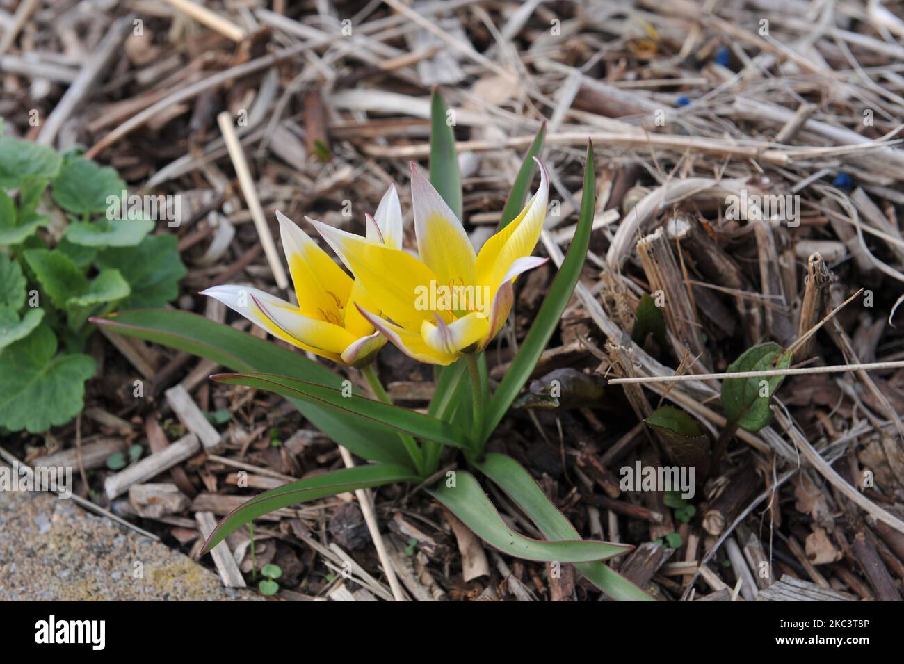 Yellow Miscellaneous late tulips (Tulipa tarda) bloom in a garden in ...