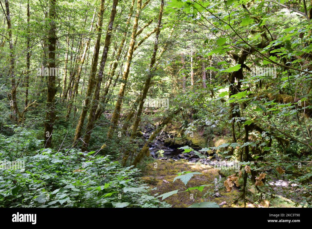 Hiking Trail views at Sweet Creek Falls Waterfall Complex near Mapleton ...