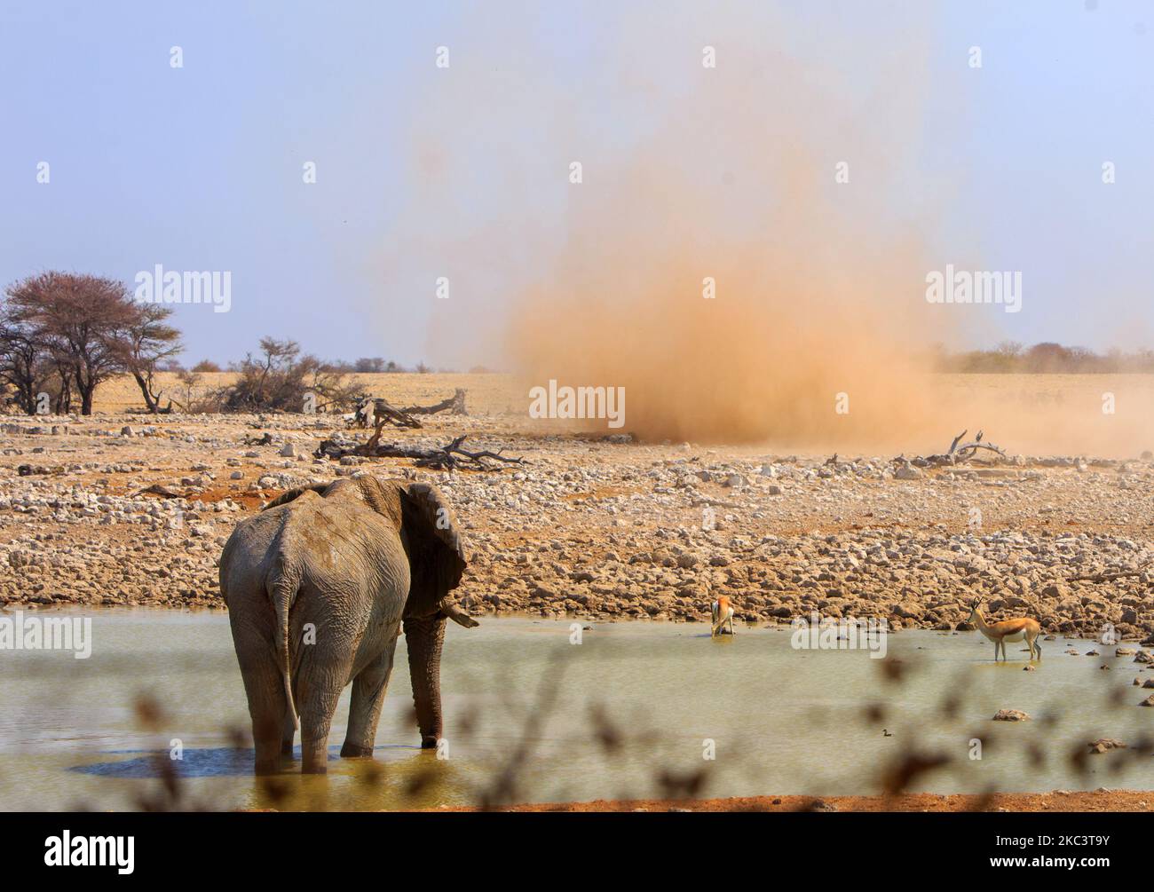 Dust Storm on the African Plains with a lone African Elephant taking a ...