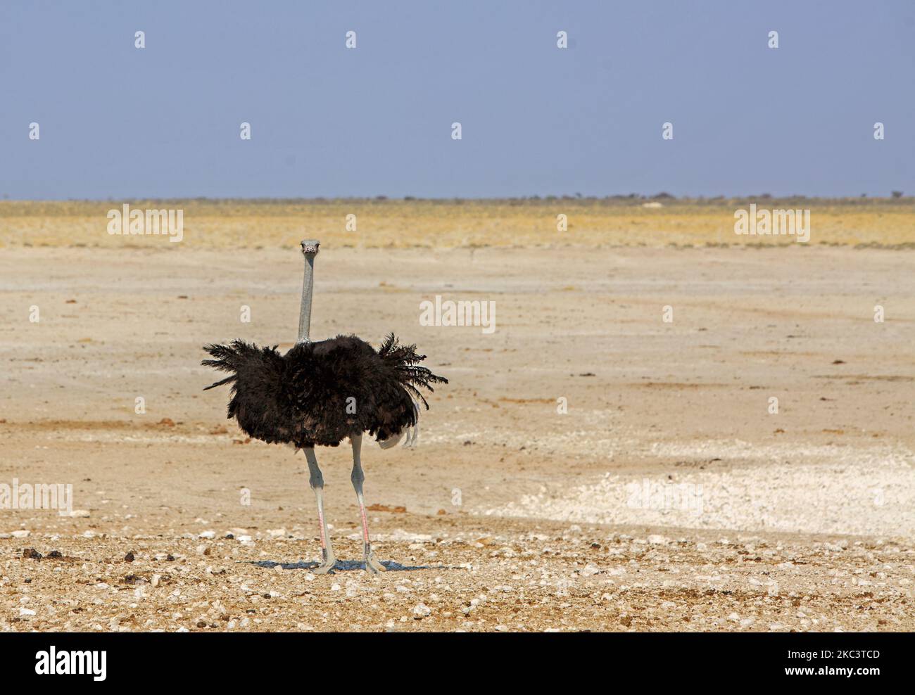 A windswept Male Ostrich with feathers being blown by the wind against ...