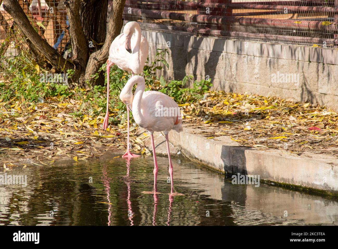 A crowd of pink flamingos on the shore close up Stock Photo - Alamy