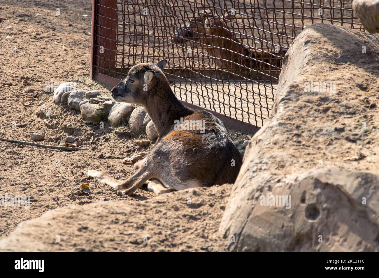 Shot small goat lying hi-res stock photography and images - Alamy
