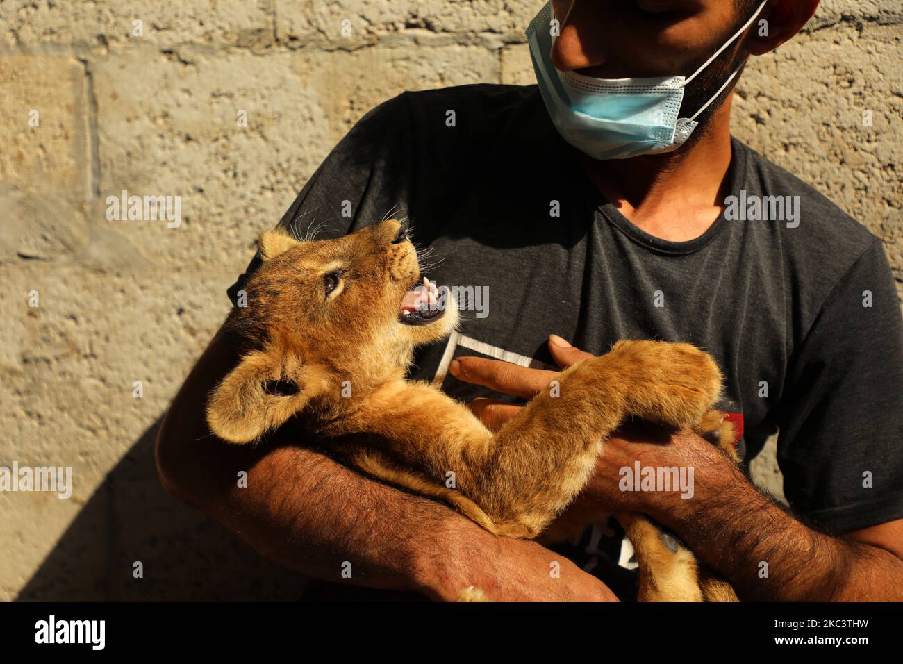 Palestinian man Naseem Abu Jamea plays with his pet lion cubs that he ...